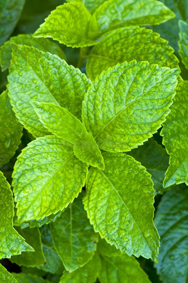 Fresh Green Leaves stock image. Image of botanic, plant - 13097565