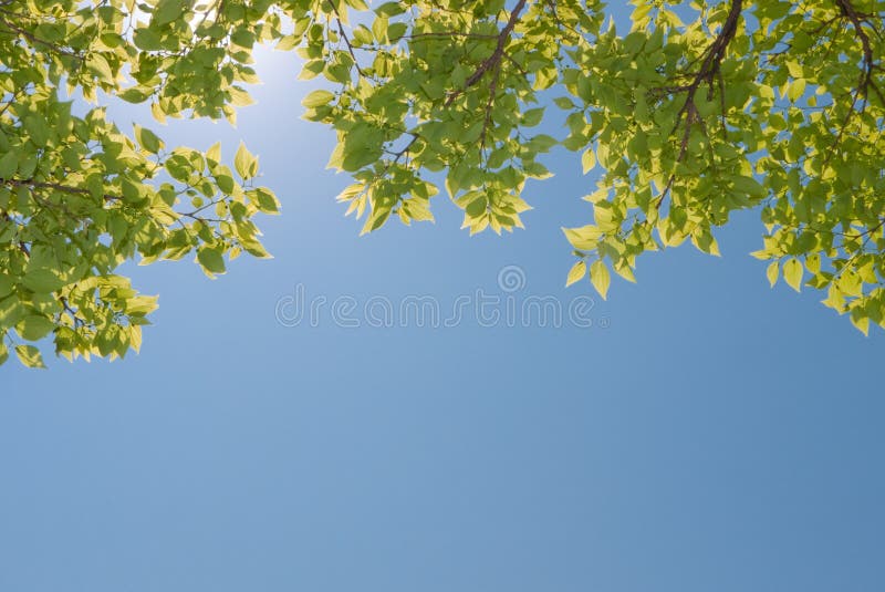Fresh Green Leaves stock image. Image of frame, green - 14130131