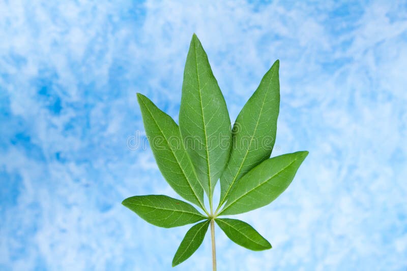 Fresh green leaves stock photo. Image of spring, leaves - 14910314