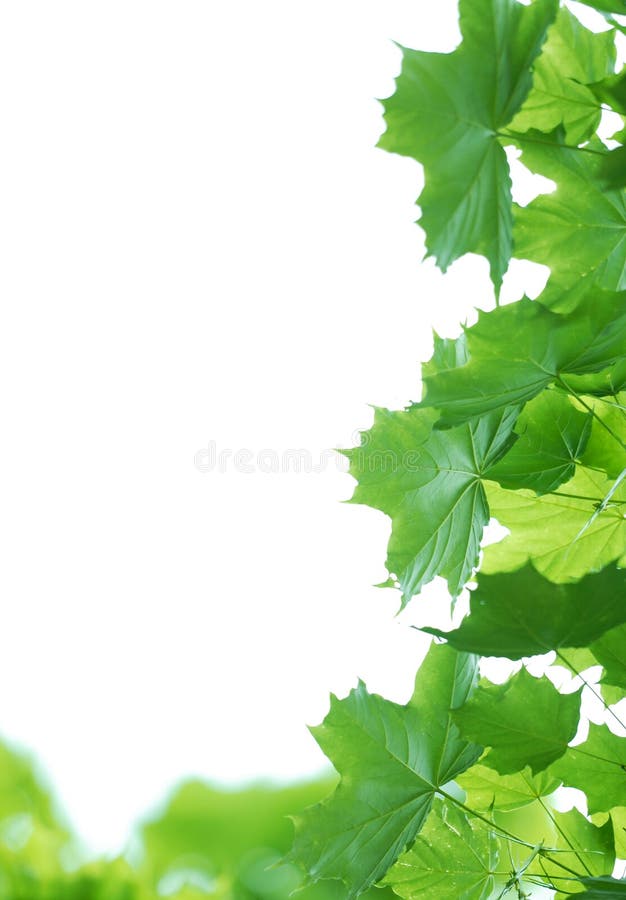 Fresh green leaves. stock photo. Image of close, growth - 16235918