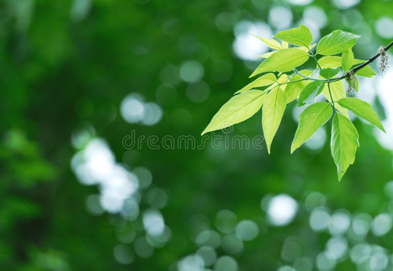 Fresh green leaves. stock image. Image of spring, backgrounds - 16235947