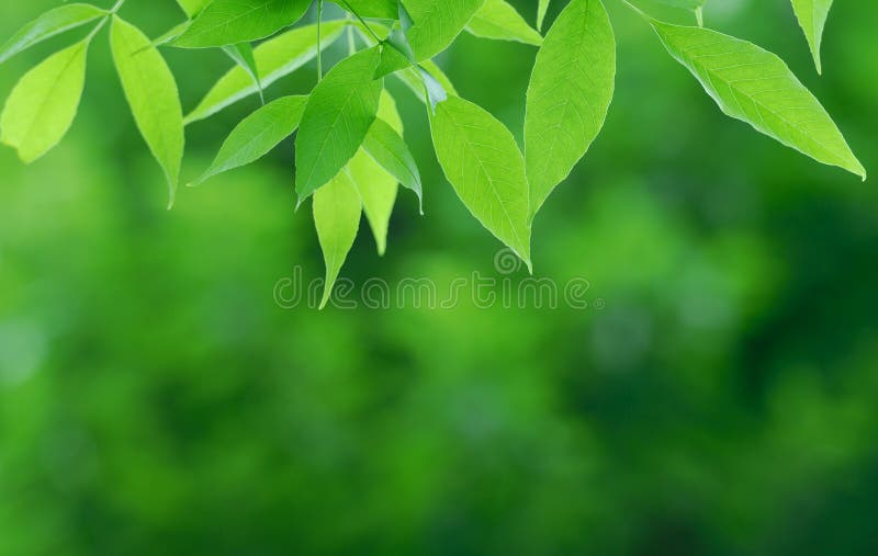 Fresh green leaves stock image. Image of green, outdoors - 16235963