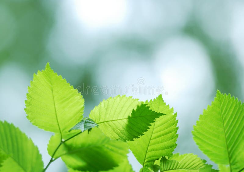 Fresh green leaves. stock photo. Image of green, shallow - 16236876