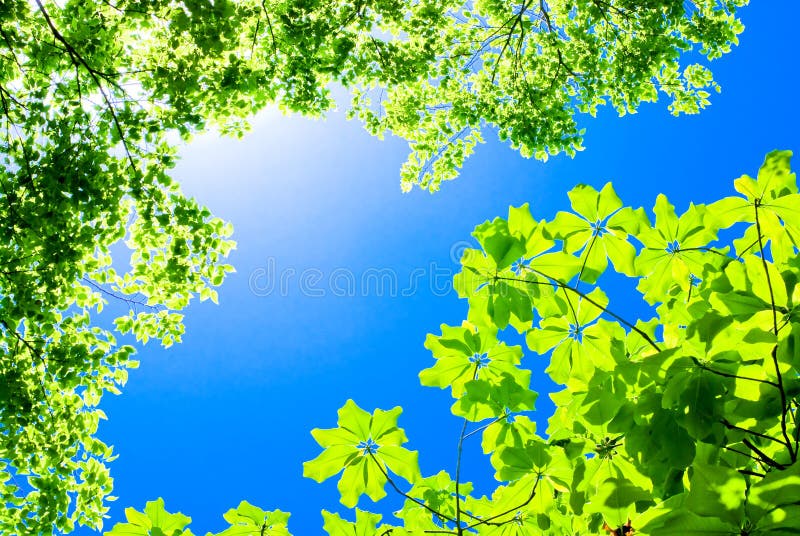 Fresh green leaves stock image. Image of plant, magnolia - 16449433