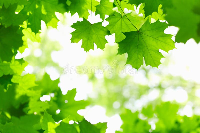 Fresh Green Leaves. stock photo. Image of background - 25395262