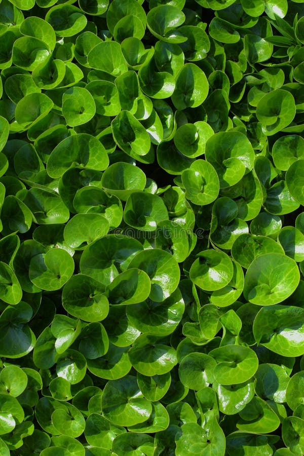 Round Leaves stock image. Image of visible, dark, fresh - 40373123