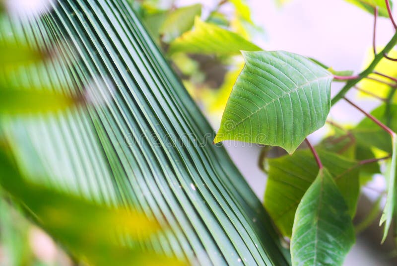 Fresh Green Leaves stock image. Image of conservation - 53935503