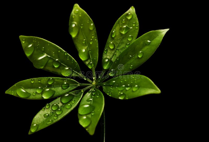 Fresh Leaves Spring Free Stock Photos & Pictures, Fresh Leaves Spring ...