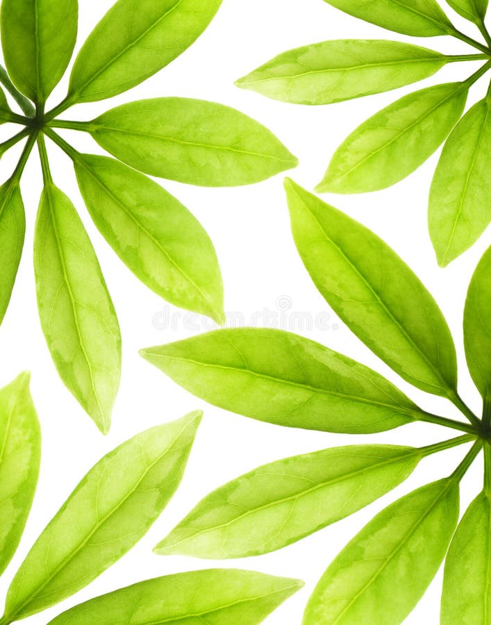 Fresh Leaves Spring Free Stock Photos & Pictures, Fresh Leaves Spring ...