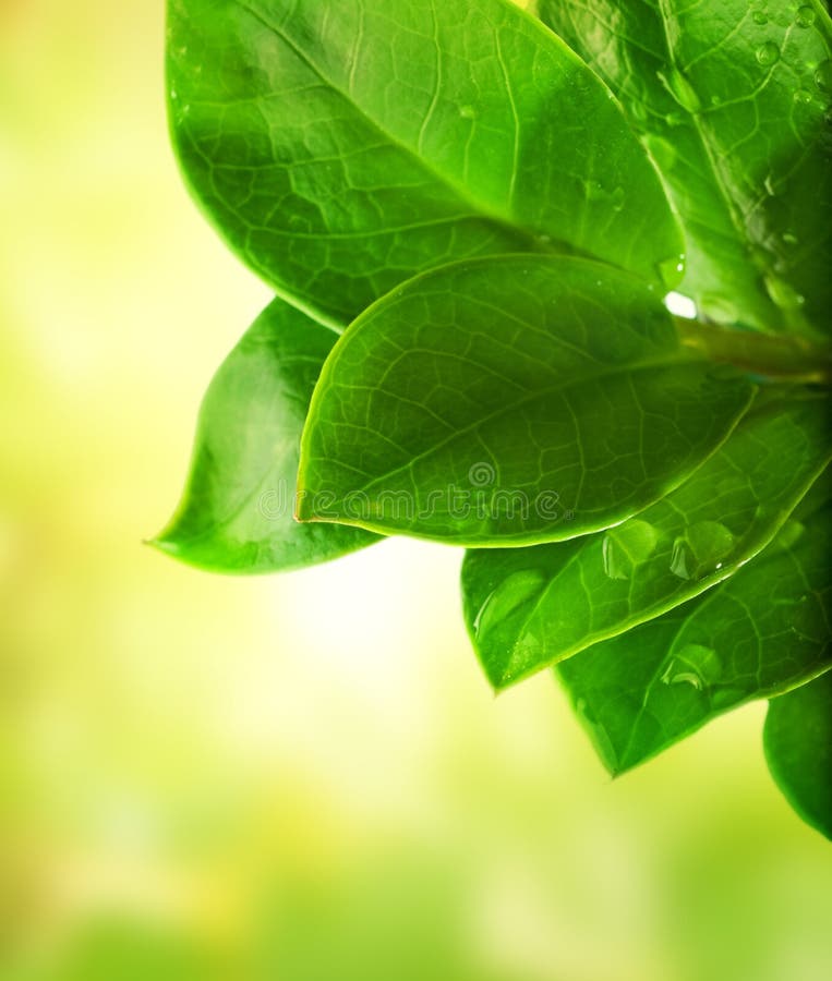 Fresh green leaves stock image. Image of bright, herb - 9099335