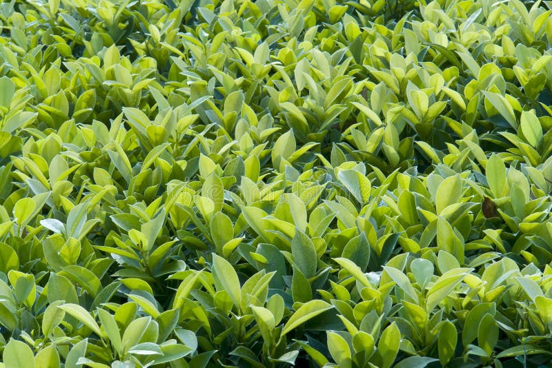 Fresh Leaves Spring Free Stock Photos & Pictures, Fresh Leaves Spring ...