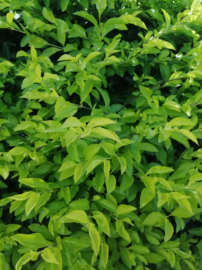 Fresh Green Leaves for Background Stock Photo - Image of leaves, green ...