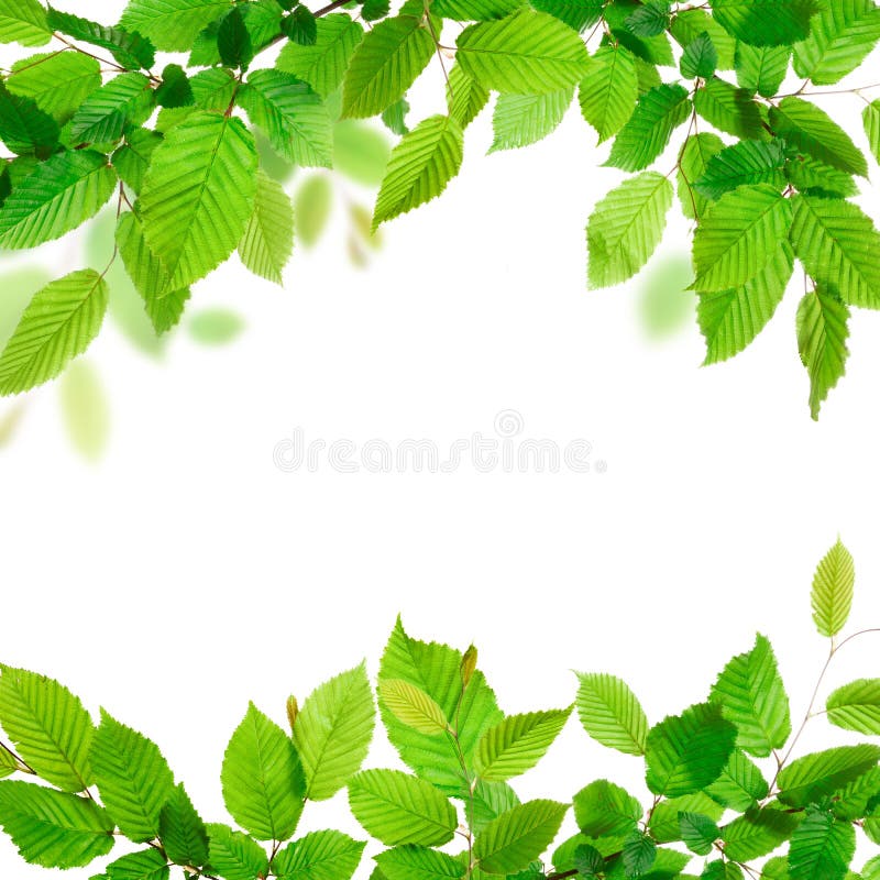 Fresh green leaves stock photo. Image of desktops, growth - 31134558