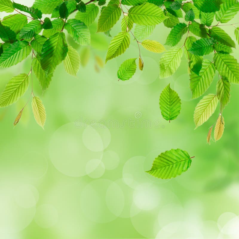 Fresh green leaves stock image. Image of green, desktops - 31344695