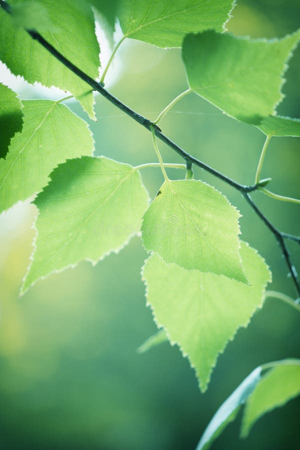 Fresh green leaves stock image. Image of foliage, fragile - 32802119