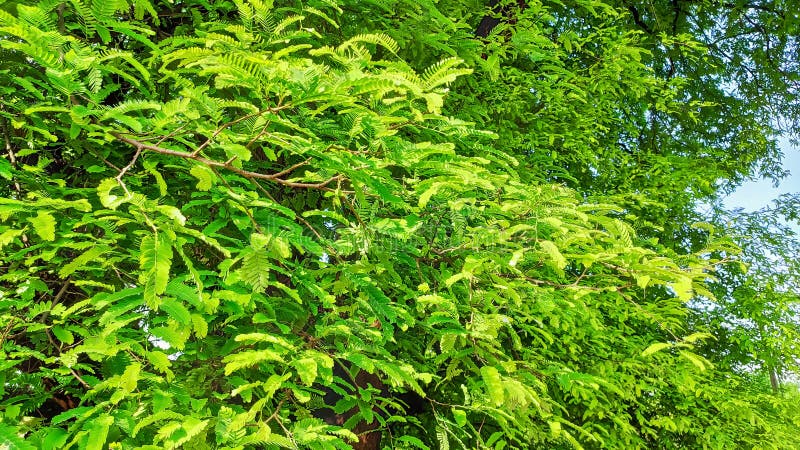 Fresh Green Leaves of a Big Tree Stock Image - Image of lush, freshness ...
