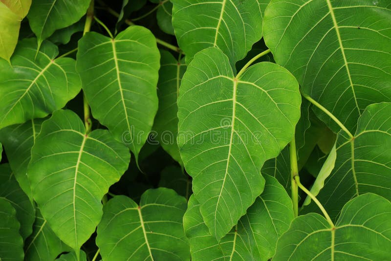 Fresh Green Leaves of Bodhi Tree, Nature Background Concept Stock Photo ...