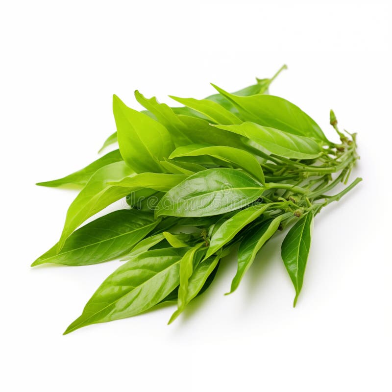 Fresh Green Leaves in a Bunch on a White Background Stock Illustration ...