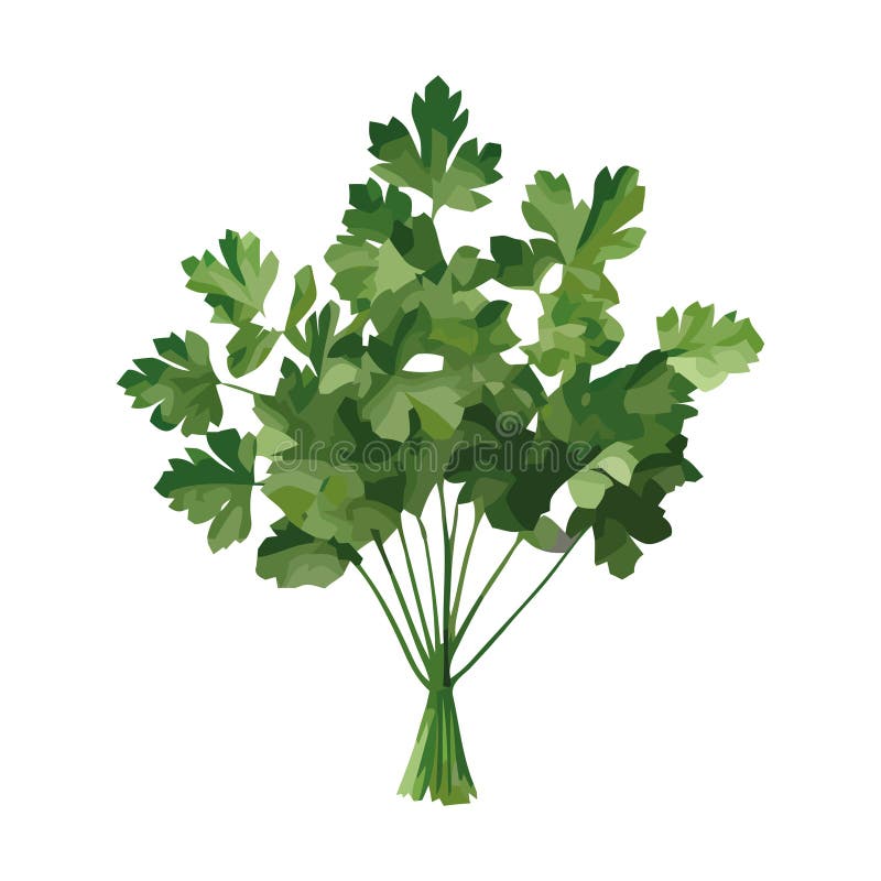 Fresh Green Leaves of Cilantro Herbs Nature Icon Stock Vector ...