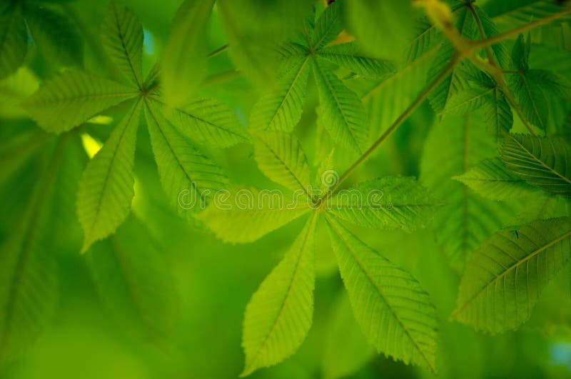 Fresh green Leaves stock photo. Image of creamy, green - 31303702