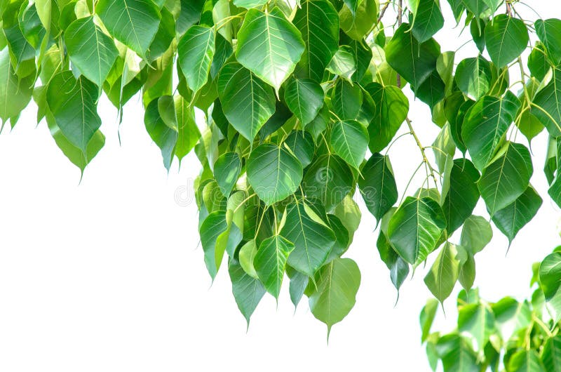 Fresh green leaves stock photo. Image of culture, color - 71599892