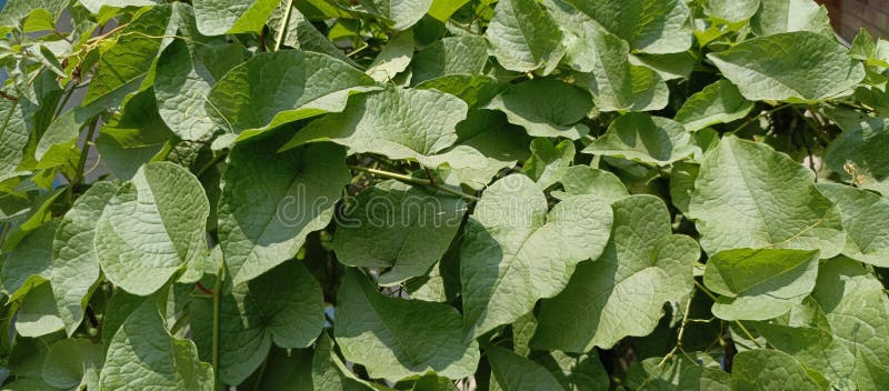 Fresh Green Leaves that Creep Stock Photo - Image of creep, leaves ...