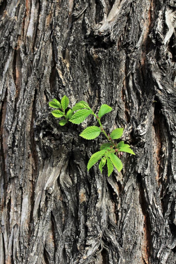 Fresh Green Leaves Emerging from a Tree Trunk in Spring. Stock Image ...