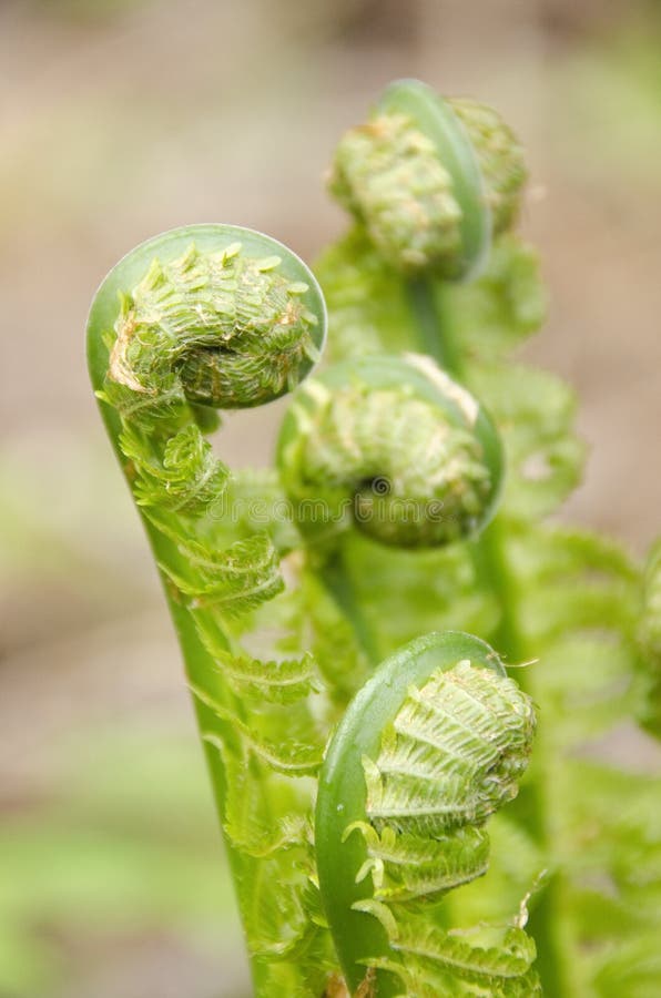 Ferns Emerging in Spring stock photo. Image of fresh - 17577724