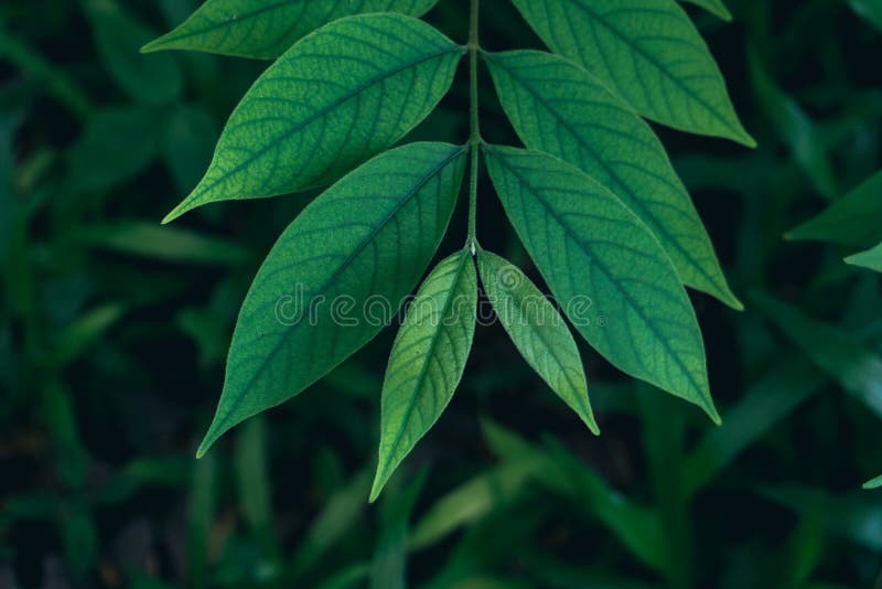 Fresh Green Leaves Green Foliage Stock Photo - Image of environment ...