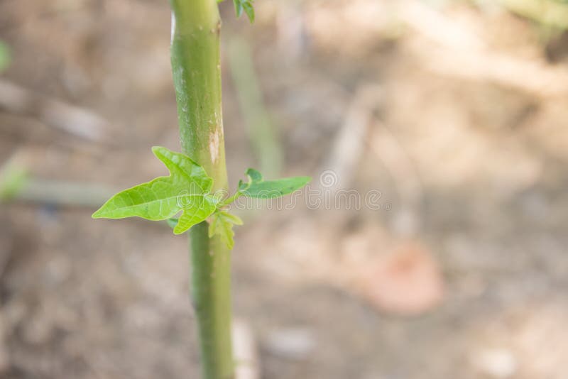 Fresh and green leaves stock image. Image of bark, plantations - 84229753