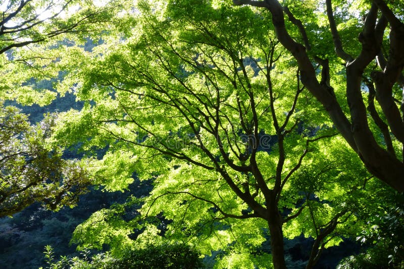 The Fresh Green Leaves of the Forest are Refreshing Stock Image - Image ...