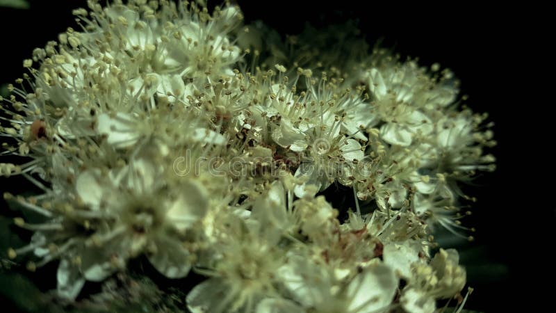 Summer Vegetation on a Green Background Stock Image - Image of fresh ...