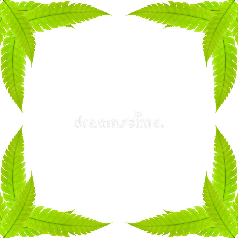 Fresh Green Leaves Frame Isolated on White Background. Stock Photo ...