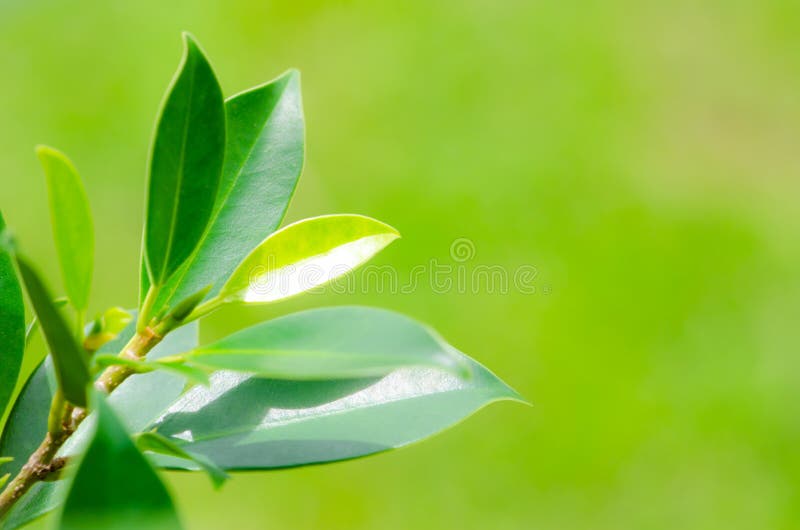 Fresh and Green Leaves in the Garden. Stock Image - Image of botany ...