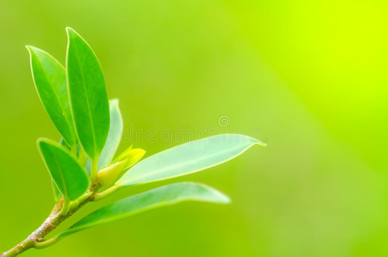 Fresh and Green Leaves in the Garden Stock Photo - Image of flora ...