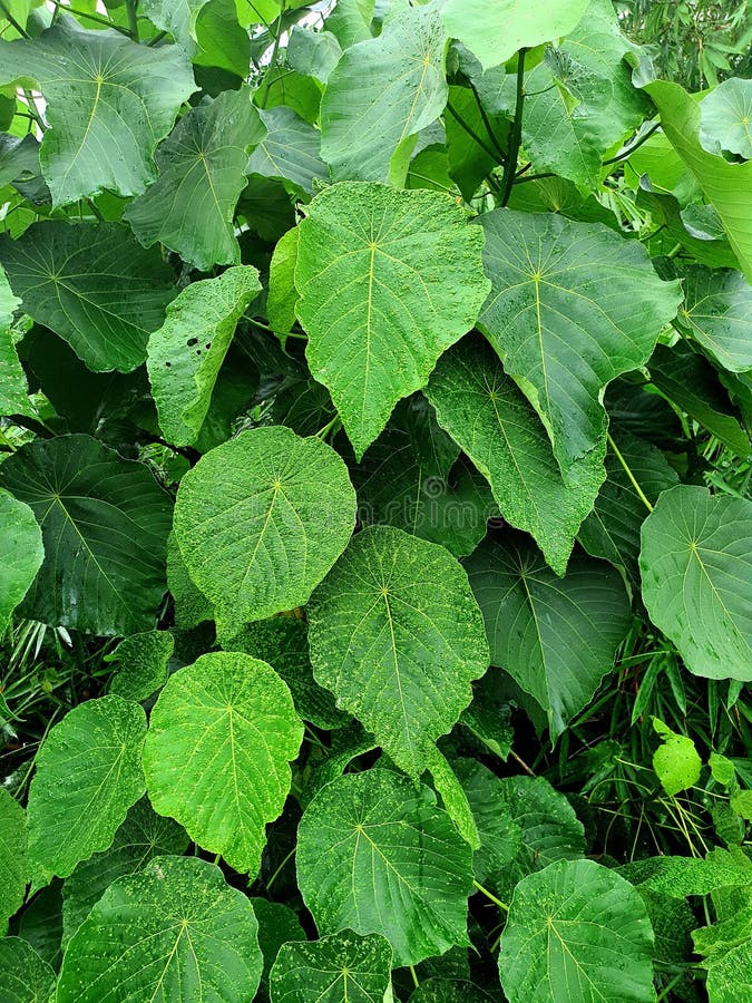 Fresh Green Leaves in the Green Garden Stock Photo - Image of leaves ...