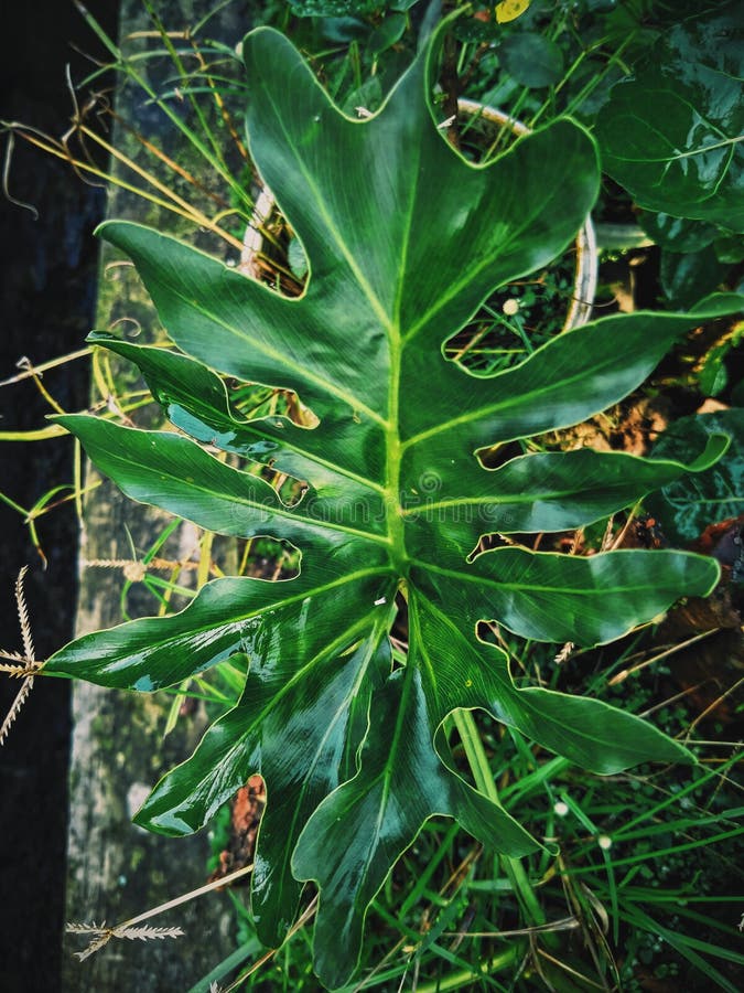 Fresh Green Leaves in the Garden Stock Image - Image of produce, vsco ...