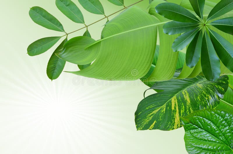 Fresh Green Leaves on Gradient Background Stock Image - Image of beauty ...