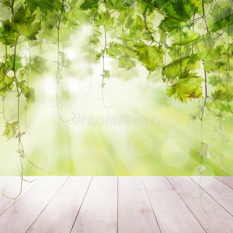 Fresh Green Leaves Grapes with Light Background Stock Photo - Image of ...