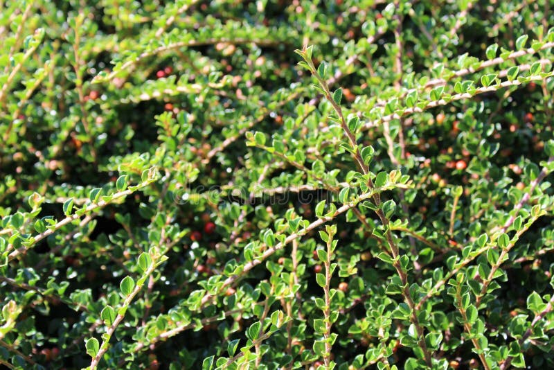 Fresh Green Leaves Grow on Tiny Branches Stock Photo - Image of botany ...