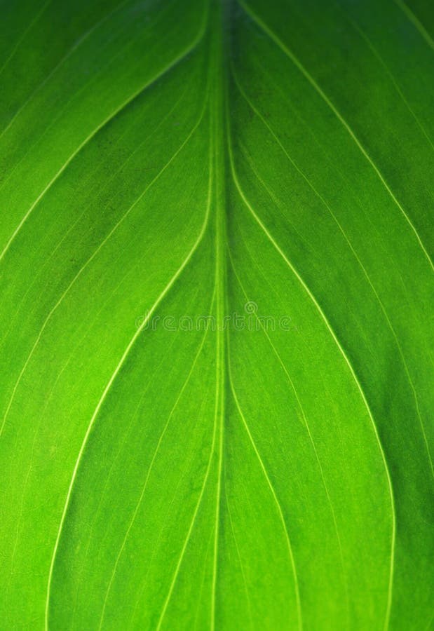 Fresh green leaves stock photo. Image of beauty, pattern - 61202580