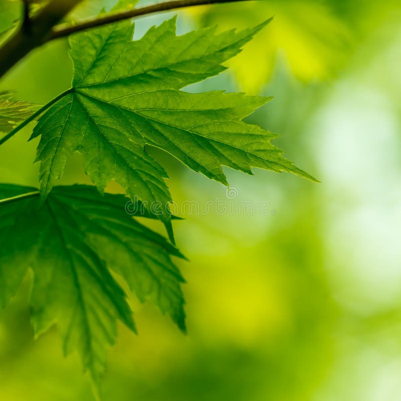 Fresh Green Leaves stock image. Image of nature, foliage - 145202701