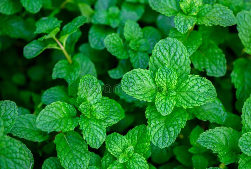 Fresh Green Leaves of Mint, Lemon Balm, Peppermint Top View. Mint Leaf ...