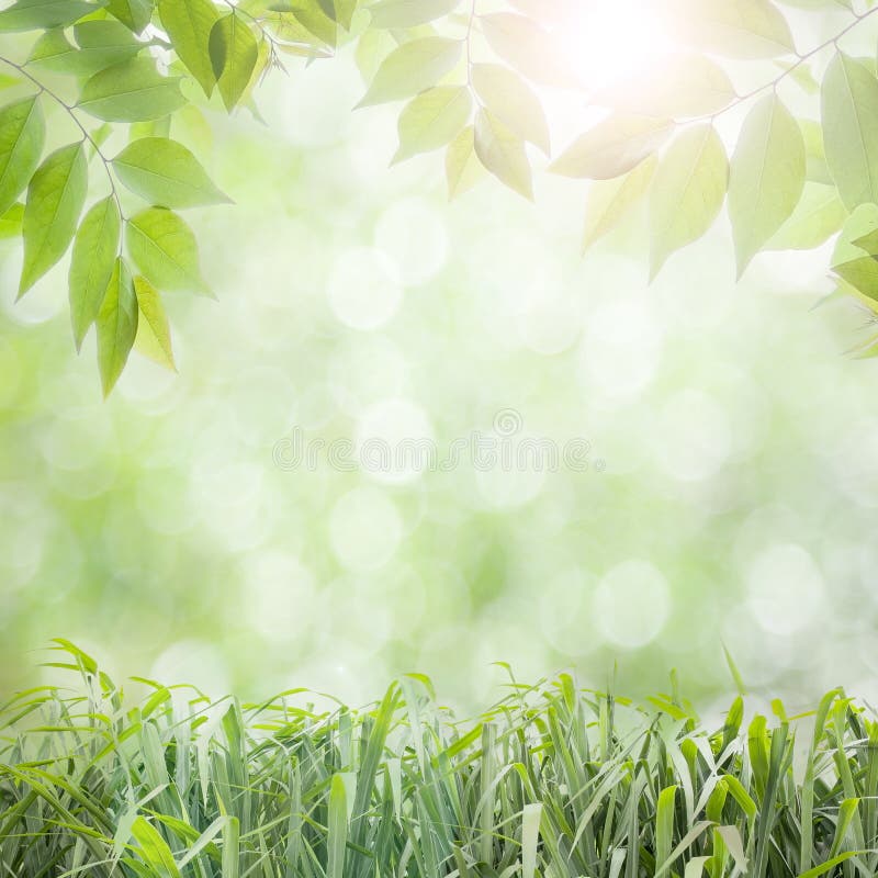 Fresh Green Leaves Natural Green Background Stock Image - Image of life ...