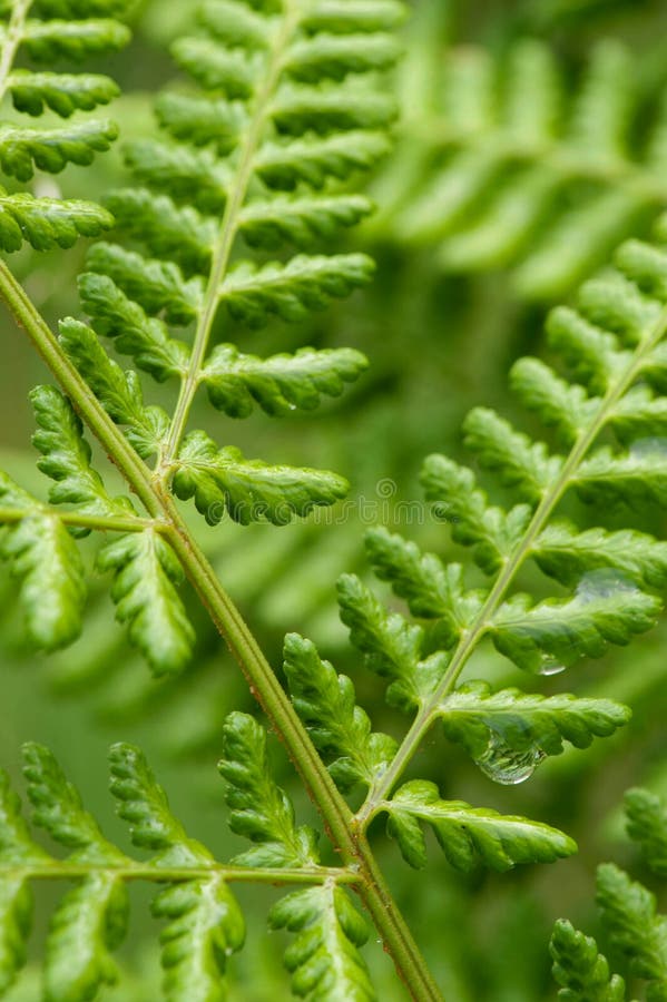 Fresh green leaves nature stock photo. Image of details - 34132734