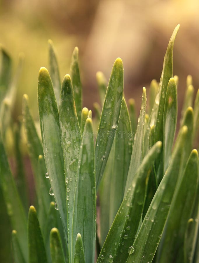 Fresh green leaves. stock photo. Image of natural, defocused - 34253842