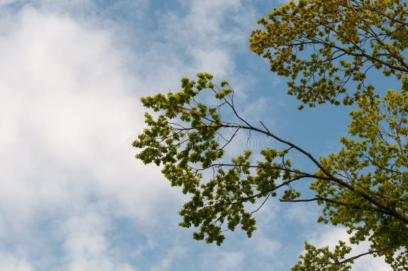 Fresh Green Leaves at an Oak Tree in Spring Stock Image - Image of ...