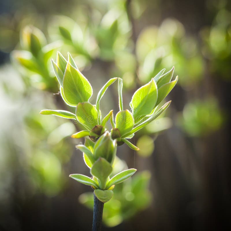 Fresh green leaves stock photo. Image of green, flora - 39304712