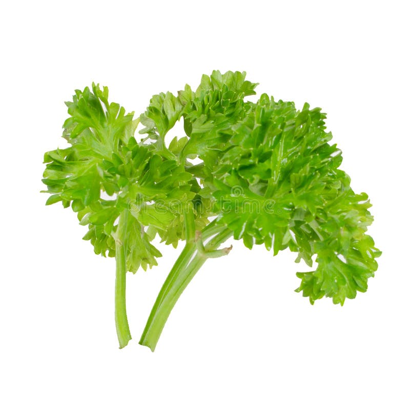 Fresh Green Leaves of Pasley Isolated on White Background Stock Photo ...