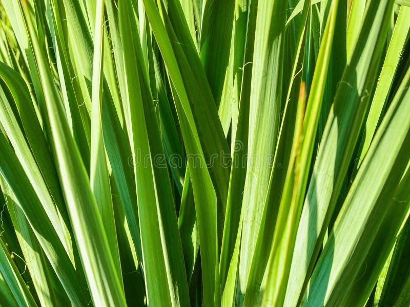 Fresh green leaves pattern stock photo. Image of long - 80231418
